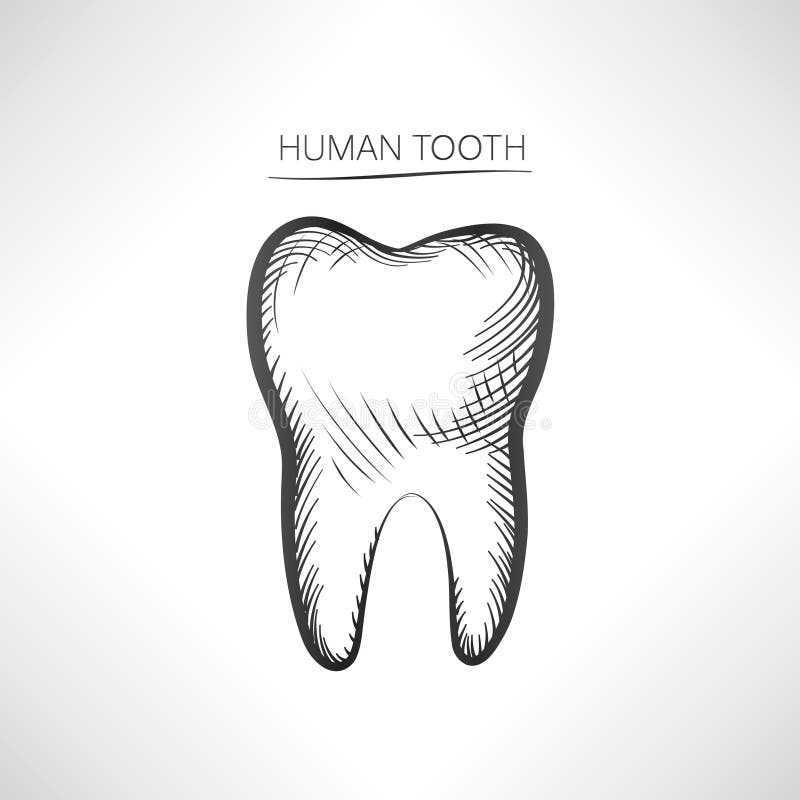 Tooth Isolated. Tooth Hand Drawn Sketch Icon. Stock Illustration ...