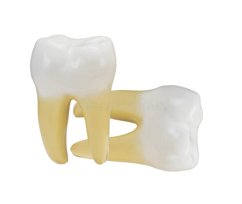 Tooth isolated stock image. Image of dentist, grinder - 75997357