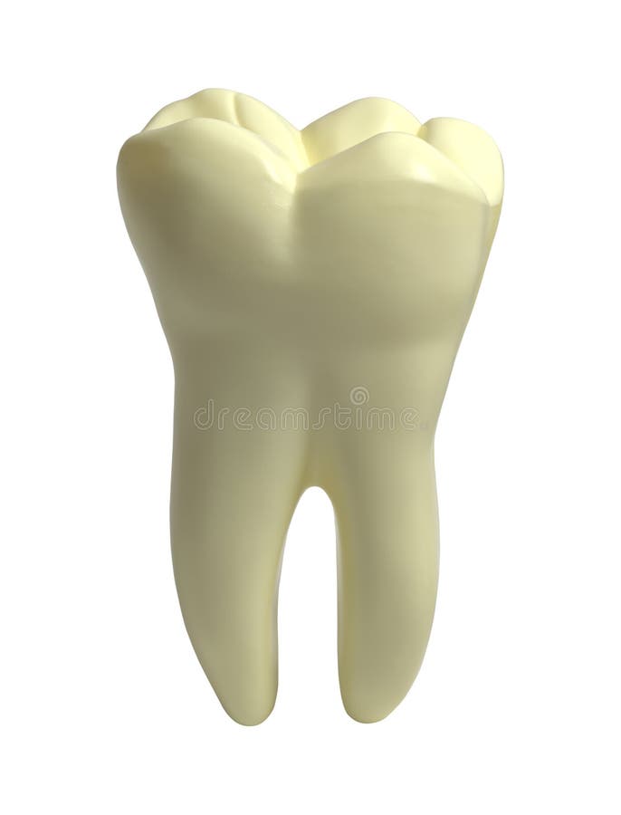 Molar Human Tooth Continuous Line Vector Graphic Stock Vector ...