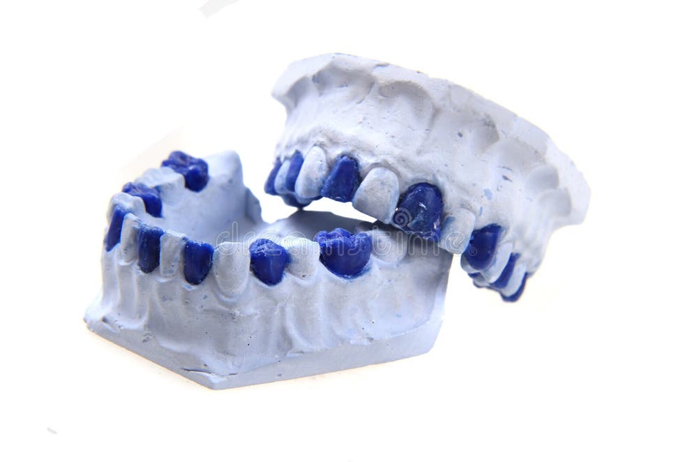 Tooth Model Objects from Dentist School Stock Image - Image of mouth ...