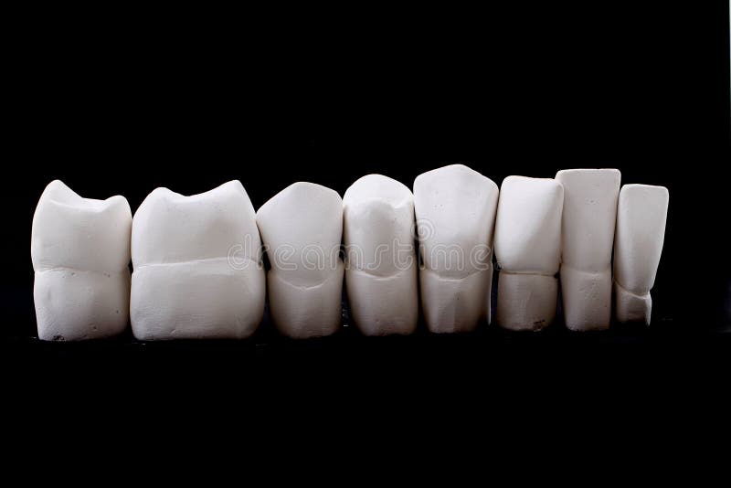 Tooth Model Objects from Dentist School Stock Image - Image of teeth ...