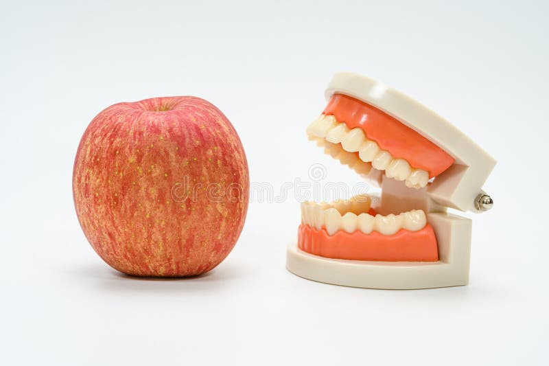 Tooth Model and a Ripe Apple on a White Background Stock Image - Image ...