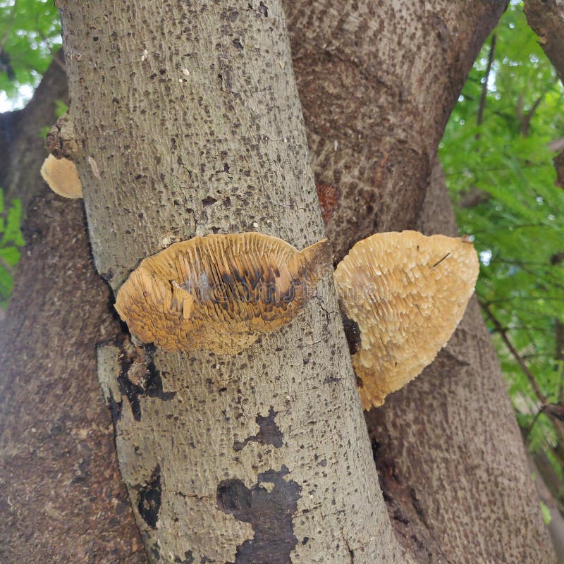 Monkey Fungus Knotweed Invasive Species in Autumn Bloom Stock Photo ...