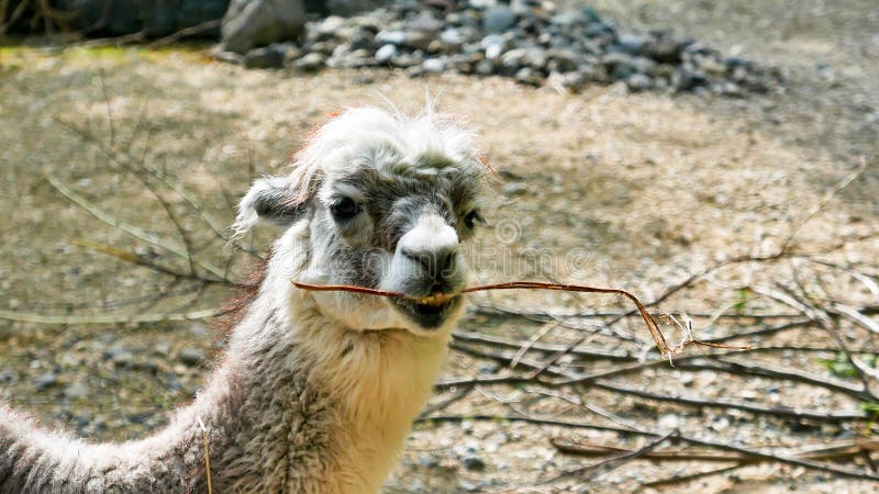 Tooth Pick in the Lama`s Mouth Stock Image - Image of cute, glama ...