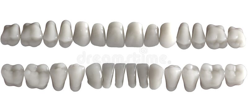 Tooth Samples on Black Background Stock Photo - Image of human, finger ...