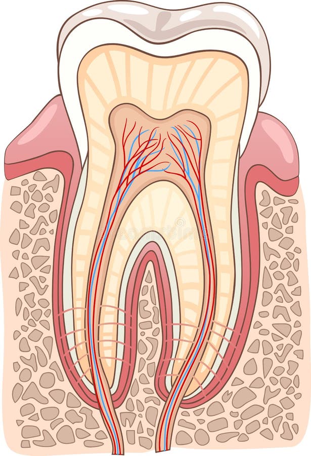 Tooth Anatomy. Vector Illustration. Stock Vector - Illustration of ...