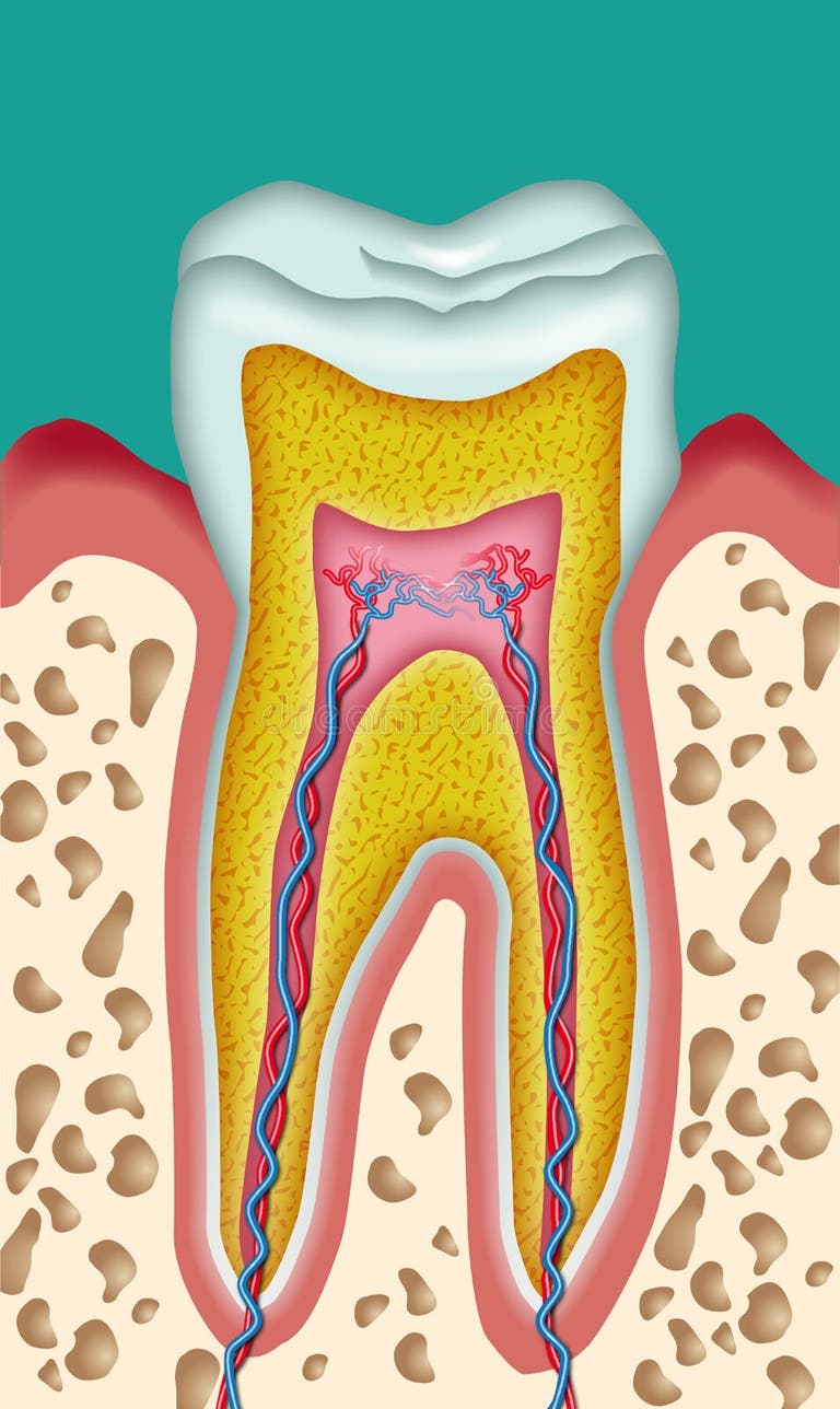Tooth Schematic Drawing Cutout Stock Illustrations – 1 Tooth Schematic ...