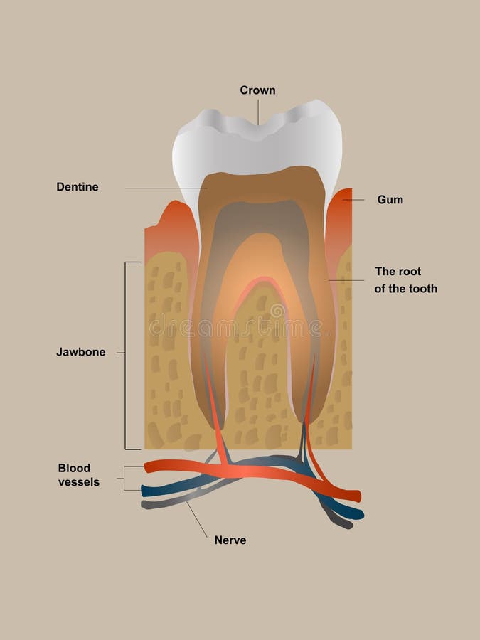 Tooth stock illustration. Illustration of dentine, crown - 64791390