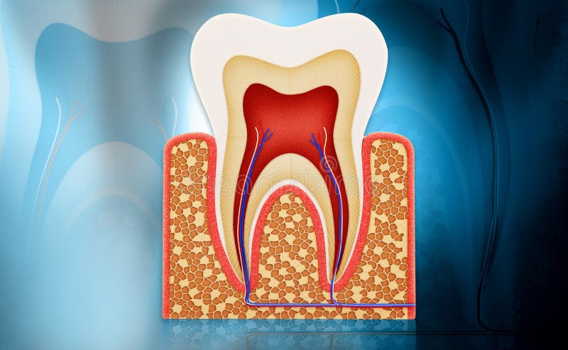 Tooth structure stock illustration. Illustration of simplicity - 32652308