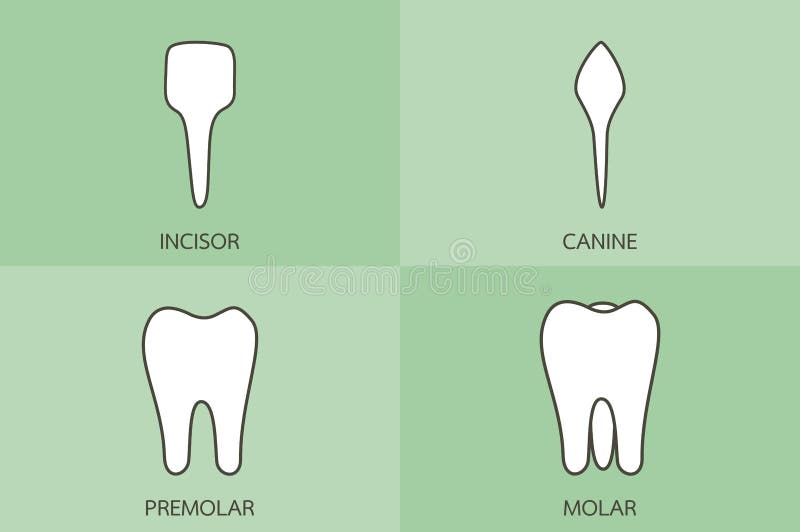 Tooth Type - Incisor, Canine, Premolar, Molar, Dental Cartoon Vector ...