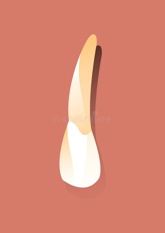 Tooth. Vector Illustration Decorative Design Stock Vector ...