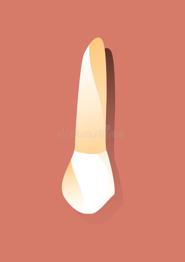 Tooth. Vector Illustration Decorative Design Stock Vector ...