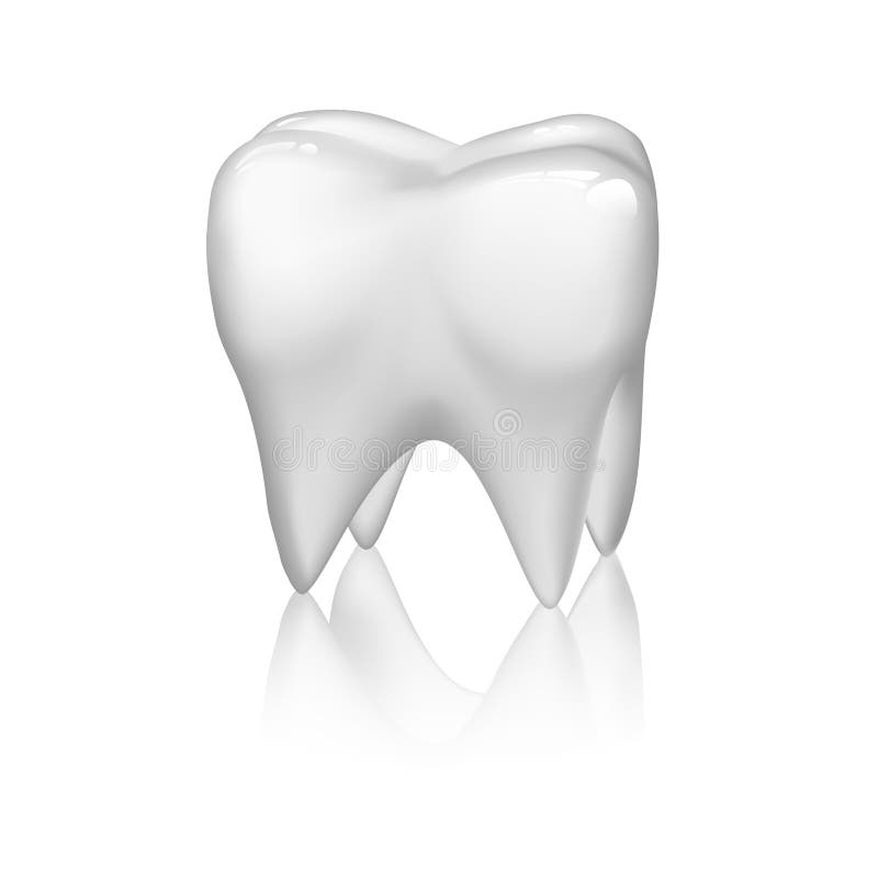 Tooth Stock Vector Illustration Of Bright Enamel Tooth 31645942