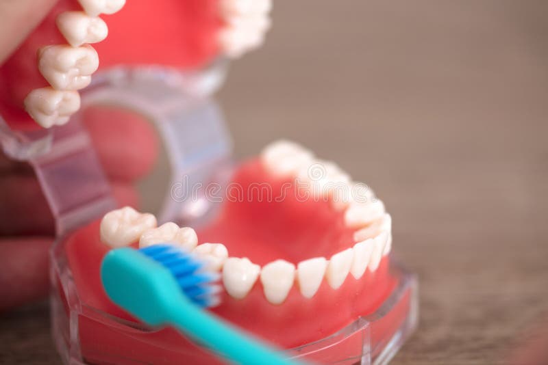 Toothbrush Brushing the Teeth in the Oral Model Stock Image - Image of ...