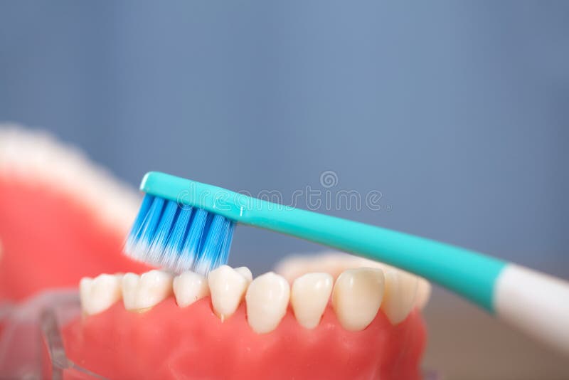 Toothbrush Brushing the Teeth in the Oral Model Stock Photo - Image of ...
