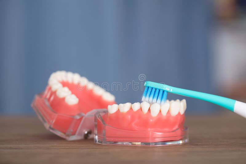 Toothbrush Brushing the Teeth in the Oral Model Stock Image - Image of ...