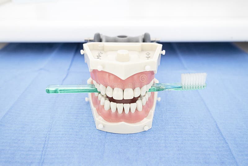 Toothbrush stock photo. Image of bite, tooth, mastication - 70773664