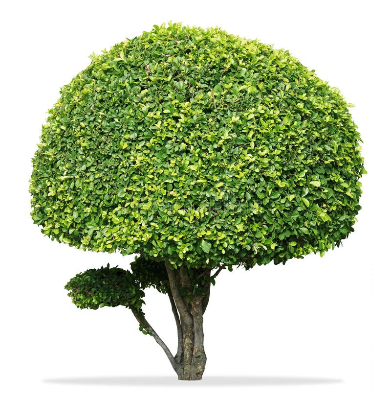 A Toothbrush Tree in a Restored Desert Habitat in Israel Stock Photo ...