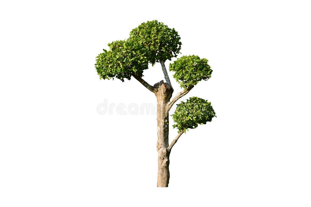 Toothbrush tree stock photo. Image of white, forest - 182271026