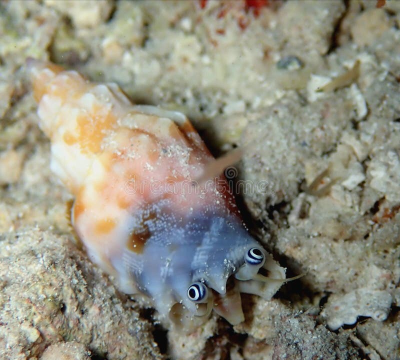 Toothed Conch on Night Dive Stock Photo - Image of vacation, shell ...