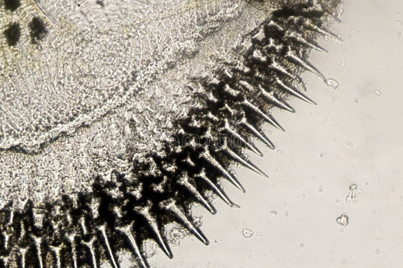 Toothed Edge of European Perch Scale Stock Photo - Image of toothed ...