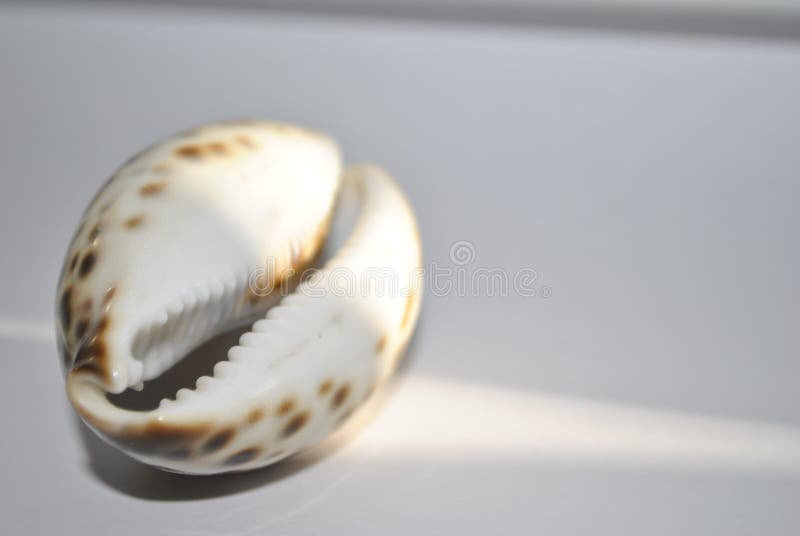 Spottedsea Stock Photos - Free & Royalty-Free Stock Photos from Dreamstime