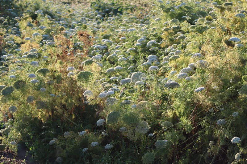 Toothpickweed Field Stock Photos - Free & Royalty-Free Stock Photos ...