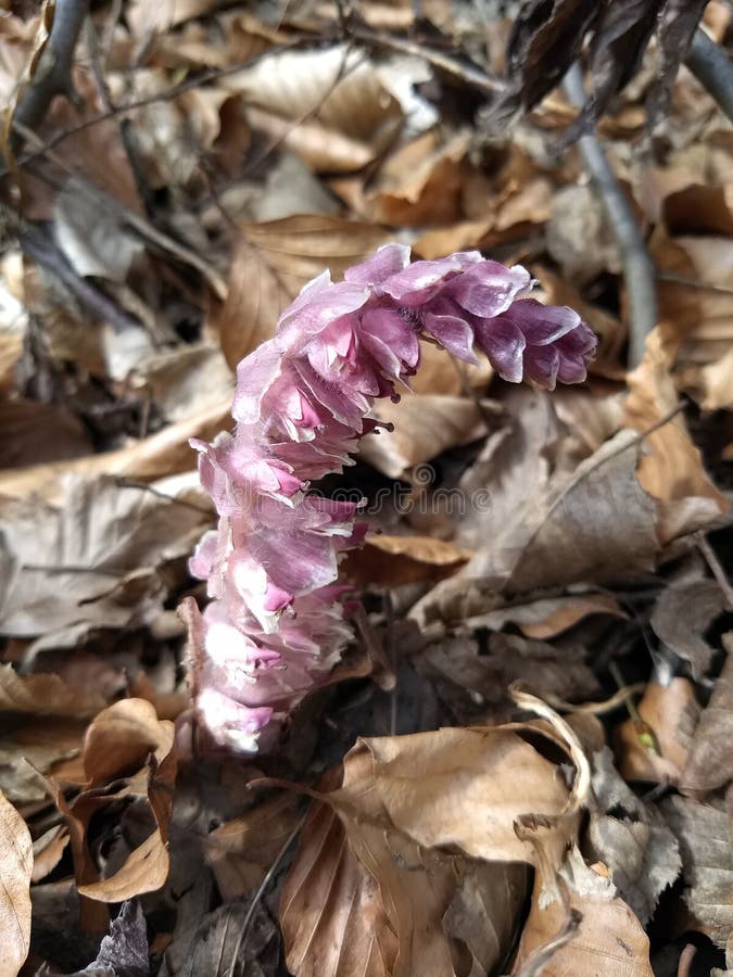 Toothworth- Lathraea Squamaria Stock Image - Image of plant, toothwort ...