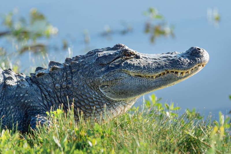 233 Smiling Alligator Stock Photos - Free & Royalty-Free Stock Photos ...