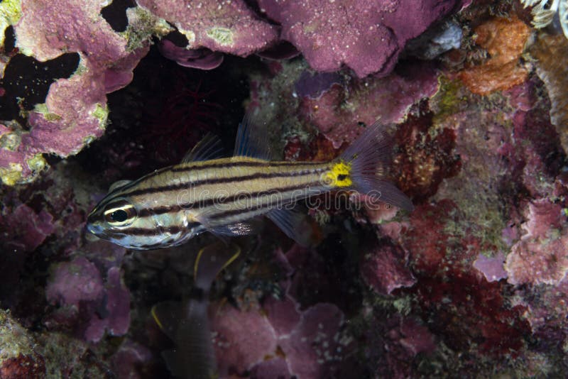 Toothy Cardinalfish Cheilodipterus Isostigmus Stock Photo - Image of ...