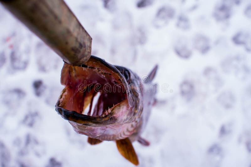 Toothy jaws pike stock image. Image of bait, fish, predator - 39531015
