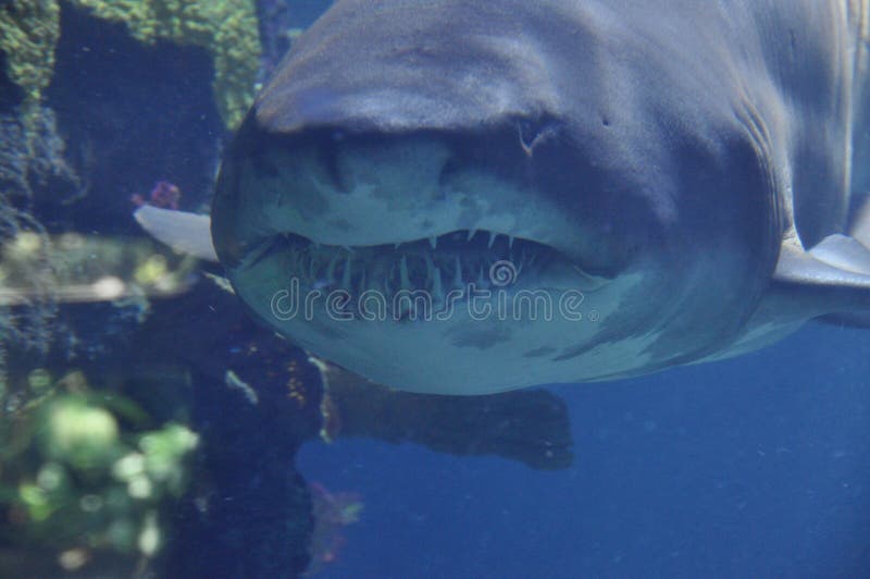 Toothy sharks stock image. Image of carcharhinus, kill - 51695765