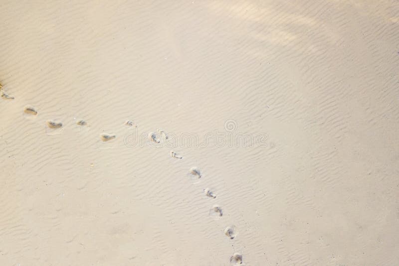 Top Aerial View of Footsteps Footprints on Sand Dunes in the Desert ...