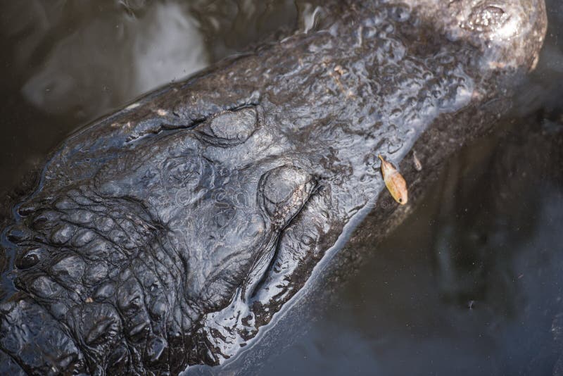 Top of alligator s head stock image. Image of open, mississippi - 68380233