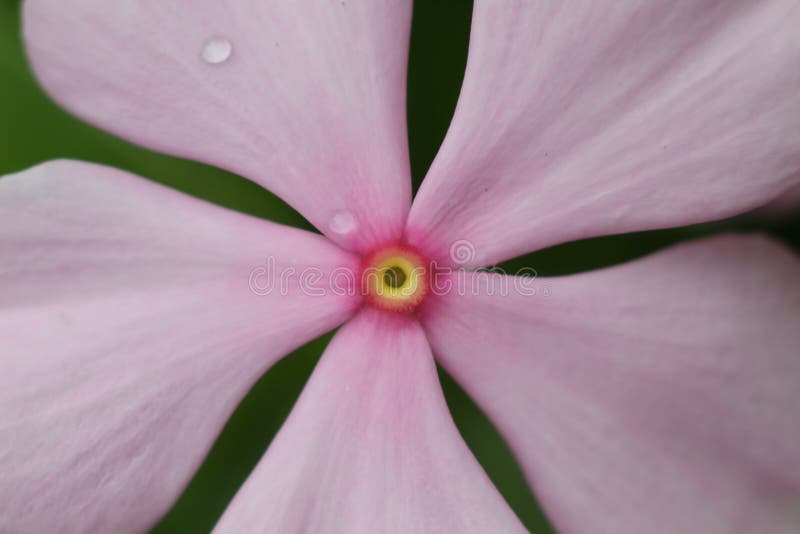 Top Angle of a Beautiful Flower Stock Image - Image of close, angle ...