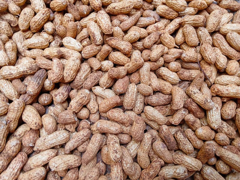 Peanuts Sun Dried Being Harvested Remaining Soil Peanut Shells Harvest ...
