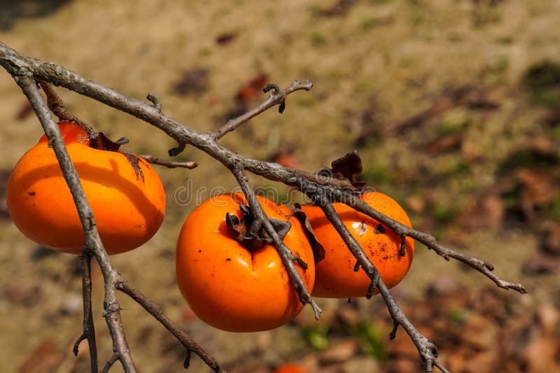 Top Angle View of Persimmons on a Tree Stock Image - Image of ...