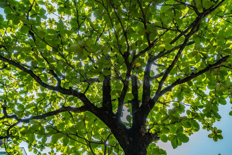 Big tree branch stock photo. Image of growth, autumn - 115657548