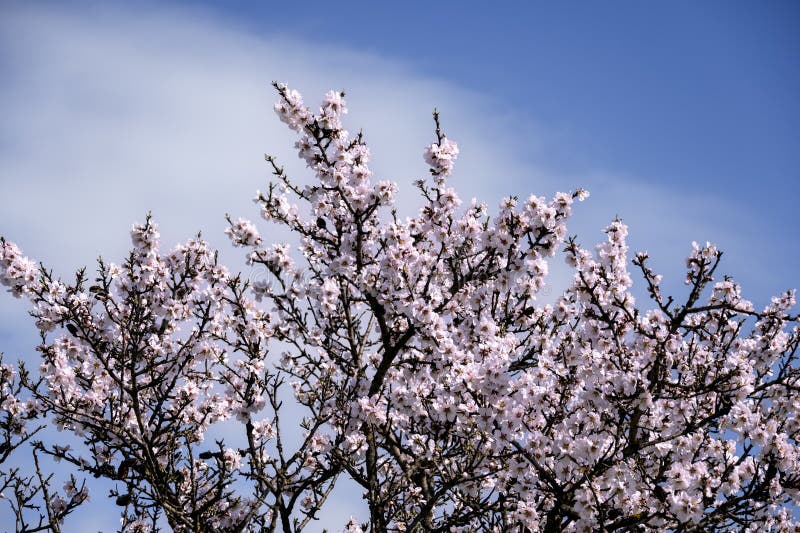 Top of Blooming Almond Tree Stock Photo - Image of beauty, branches ...