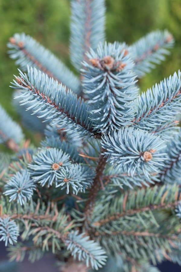 Top of Blue Spruce Close-up, Festive Christmas Background Stock Photo ...
