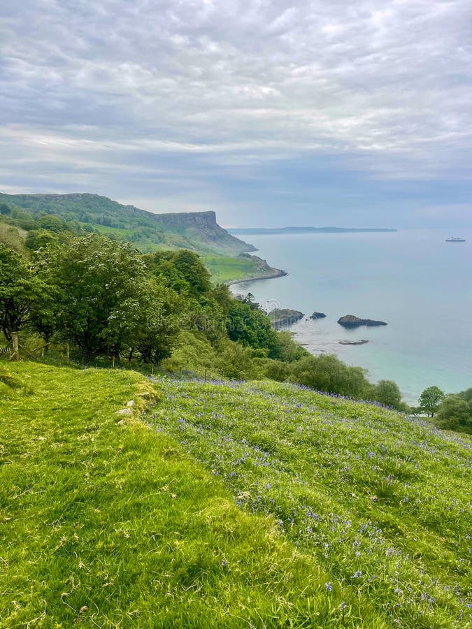 Top of Bluebell Path Murlough Bay View To Fairhead Stock Photo - Image ...