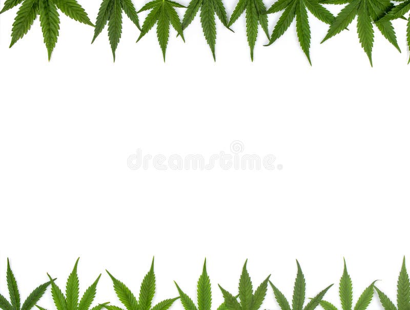 Top and Bottom Frame with Cannabis Leaves Isolated Stock Photo - Image ...