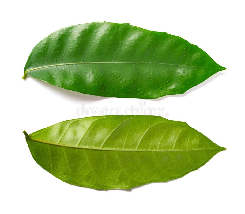 Top and Bottom of Fresh Green Leaf on White Background Stock Image ...