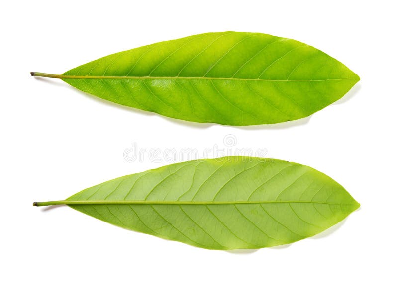 Top And Bottom Of Fresh Green Leaf On White Background Stock Photo ...
