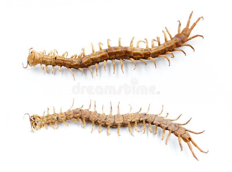 Top and Bottom View of Centipede on White Background Stock Photo ...