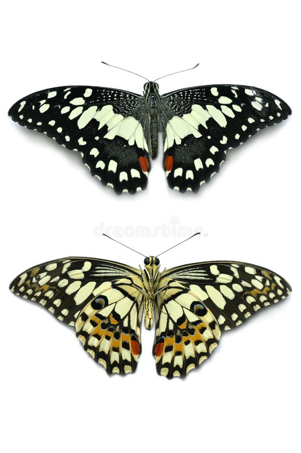 Top and Bottom View of Lime Butterfly, Papilio Demoleus Stock Photo ...