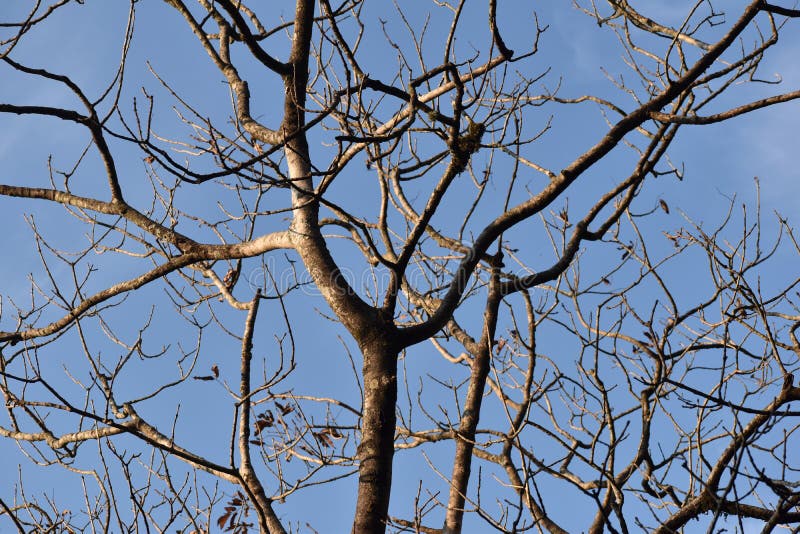 Top branch of old tree stock image. Image of ocean, coastline - 217319689