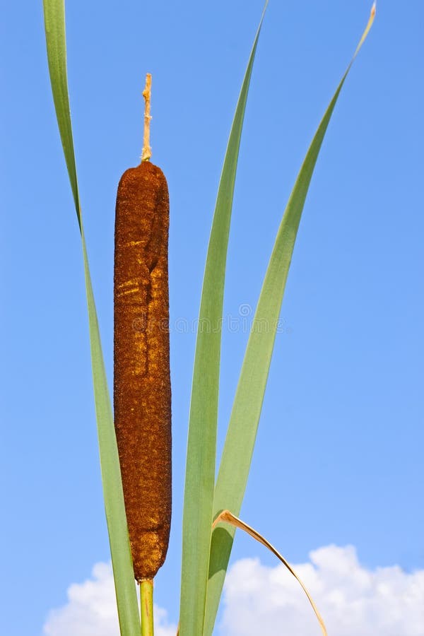Top of bulrush plant stock photo. Image of cane, plants - 25736770