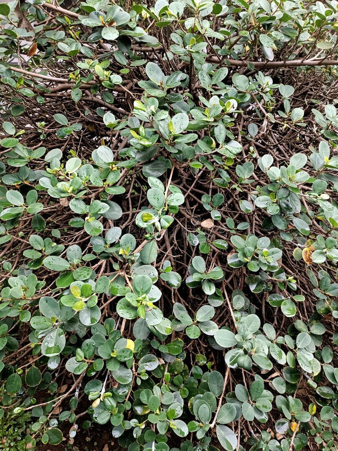 The Top of the Bush with Green Color Stock Image - Image of scenery ...