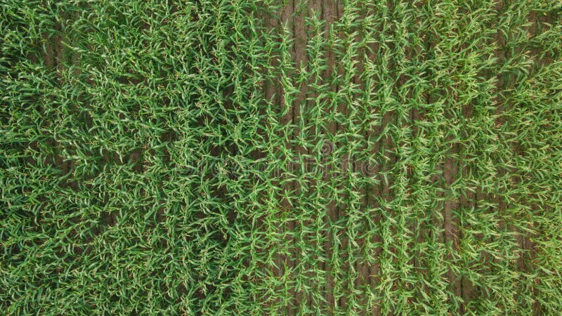 Top of Bushes in a Corn Field Stock Image - Image of fresh, environment ...